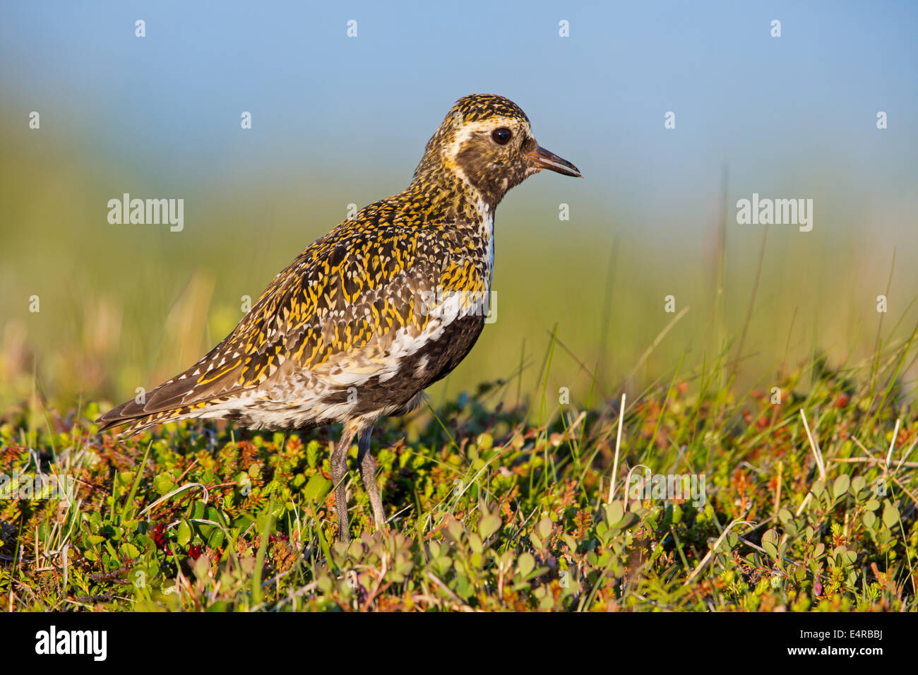 Goldregenpfeifer, European Golden Plover, Golden Plover, Greater Golden ...
