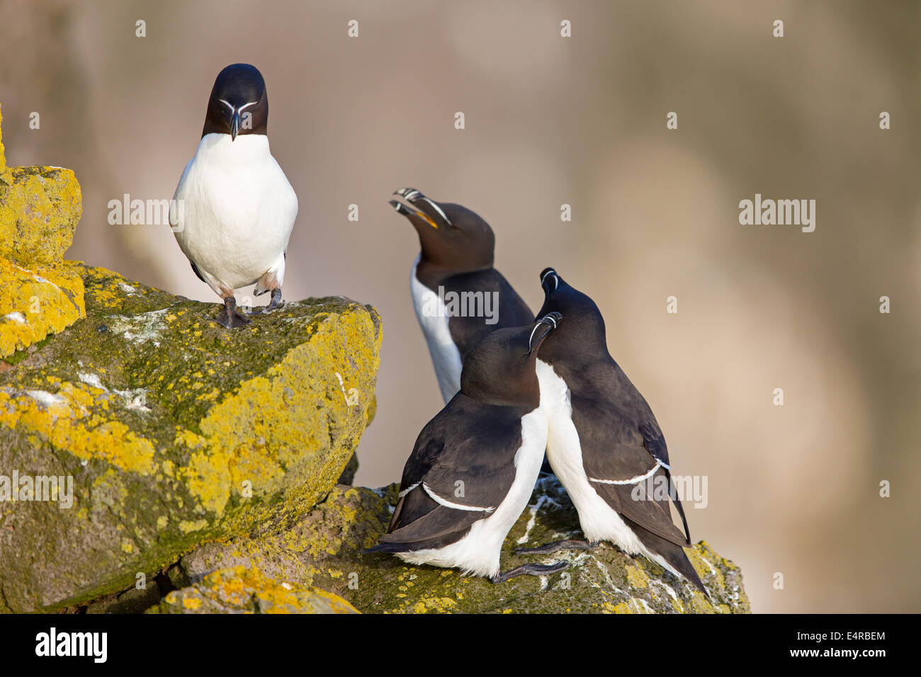 Tordalk, Razorbill, Alca torda, Pingouin torda, Petit Pingouin, Alca ...