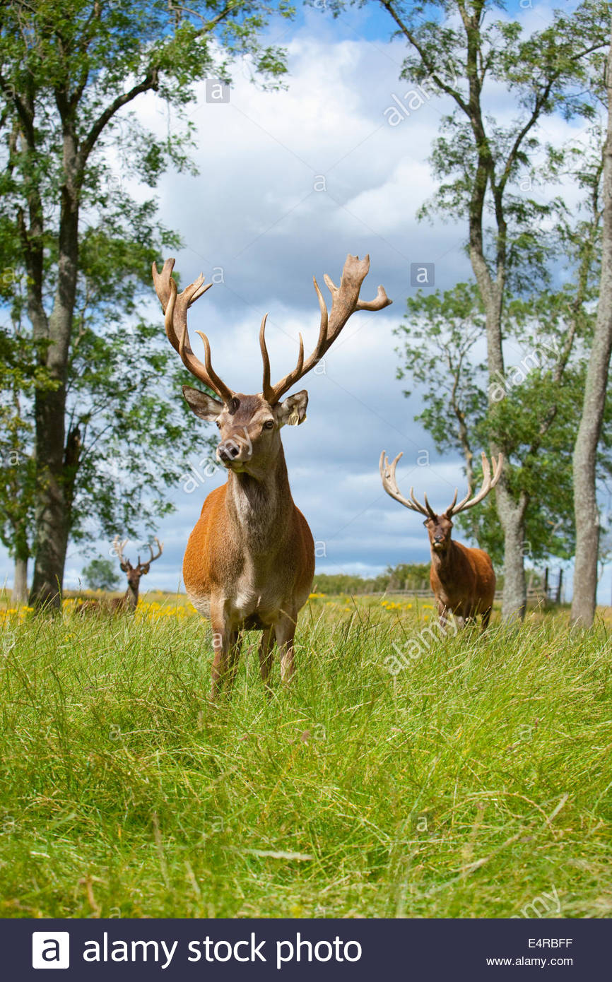 Scottish Deer Stock Photos & Scottish Deer Stock Images - Alamy