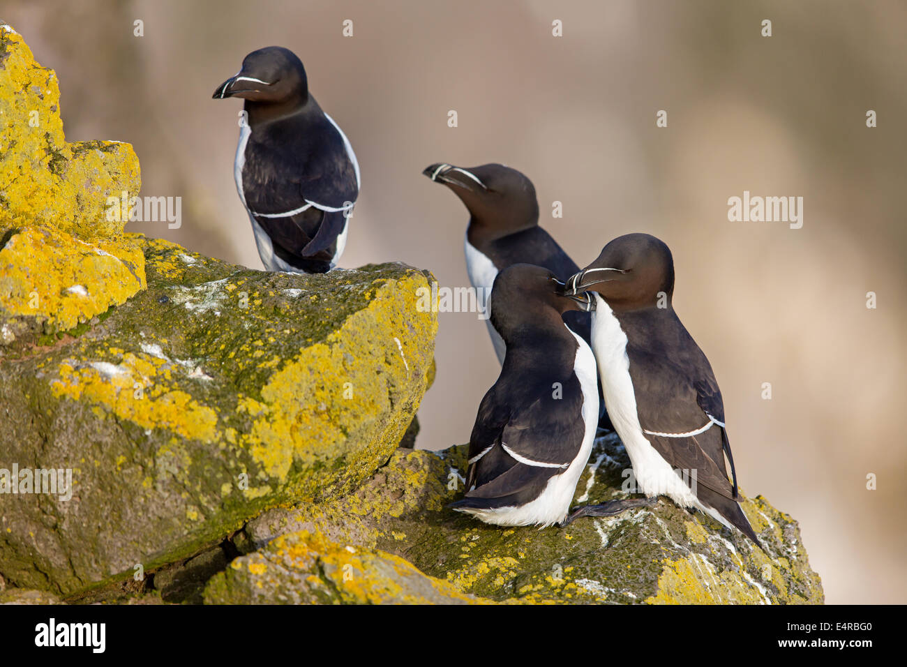 Tordalk, Razorbill, Alca torda, Pingouin torda, Petit Pingouin, Alca ...