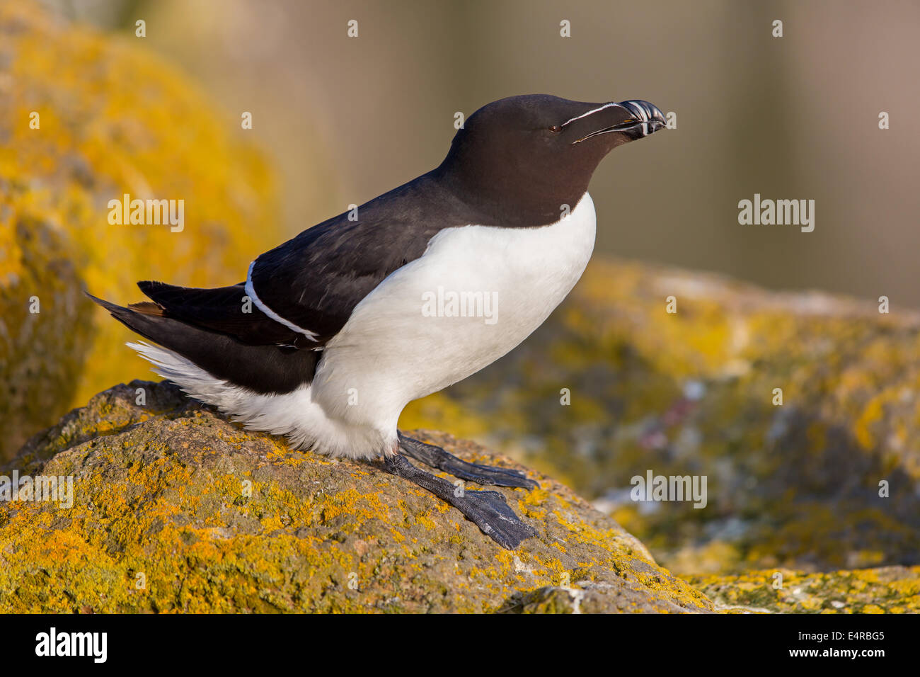 Tordalk, Razorbill, Alca torda, Pingouin torda, Petit Pingouin, Alca ...
