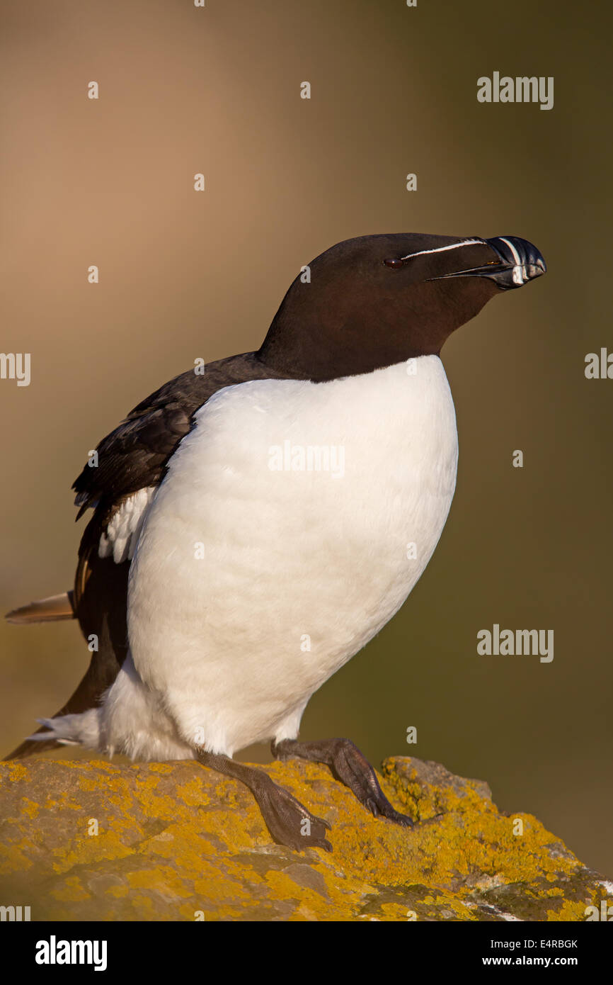 Tordalk, Razorbill, Alca torda, Pingouin torda, Petit Pingouin, Alca ...