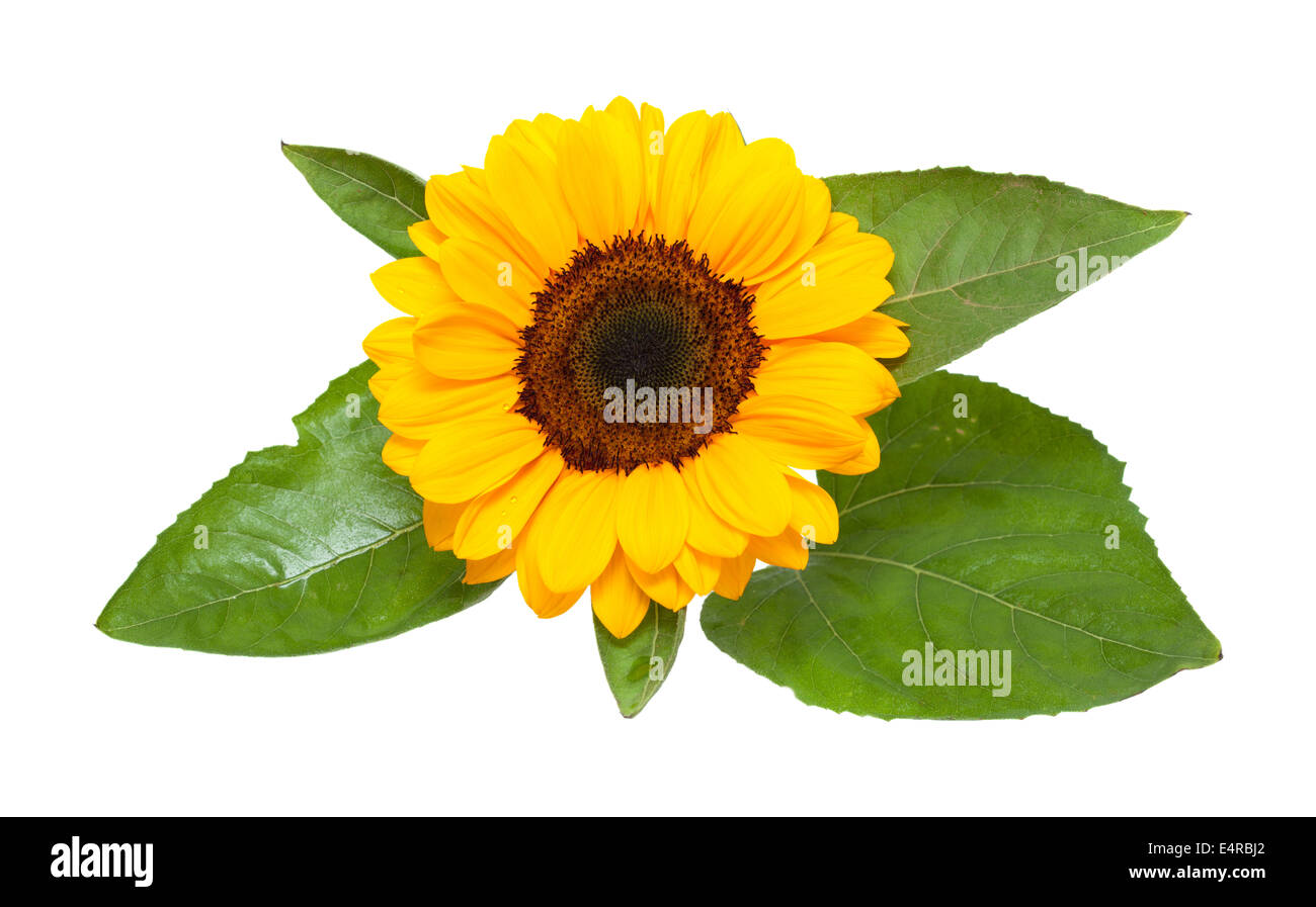 single sunflower isolated on white Stock Photo - Alamy