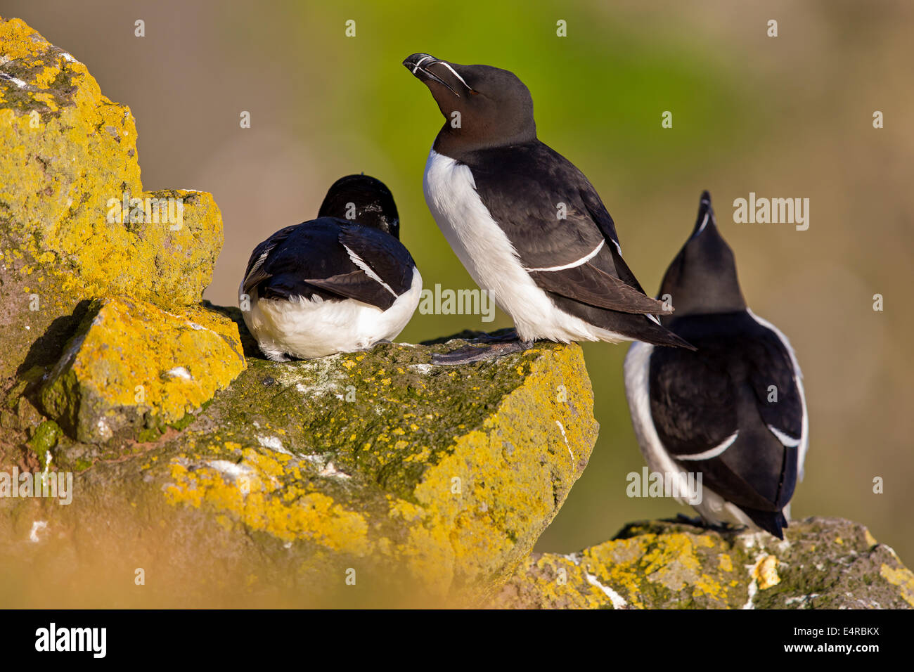 Tordalk, Razorbill, Alca torda, Pingouin torda, Petit Pingouin, Alca ...