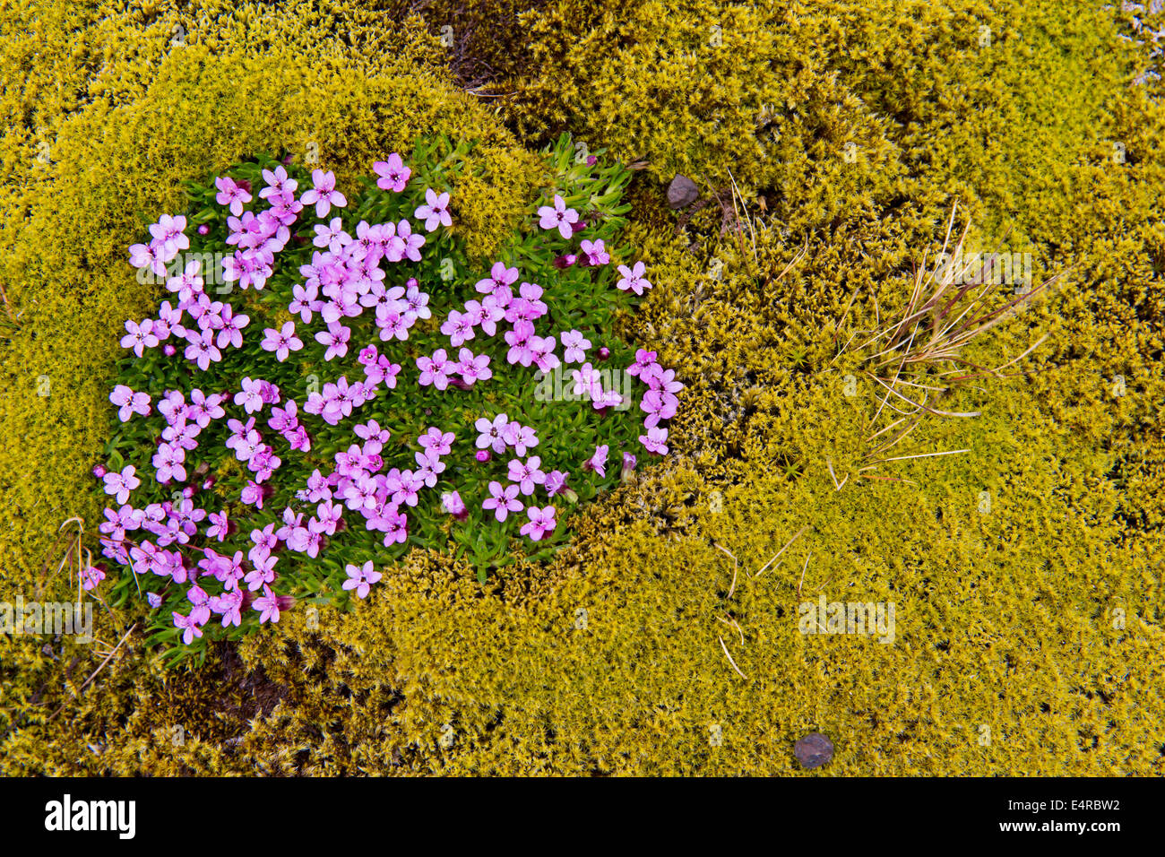 Iceland, scenic, Landschaft in Island Stock Photo - Alamy