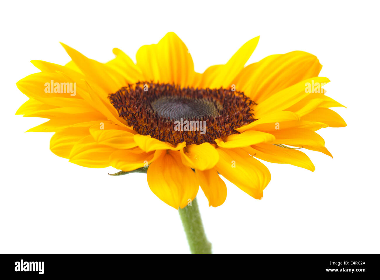 Only sunflower petals hi-res stock photography and images - Alamy
