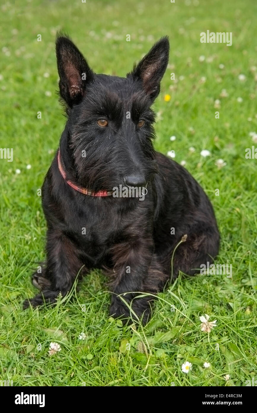 Scottie dog hi-res stock photography and images - Alamy