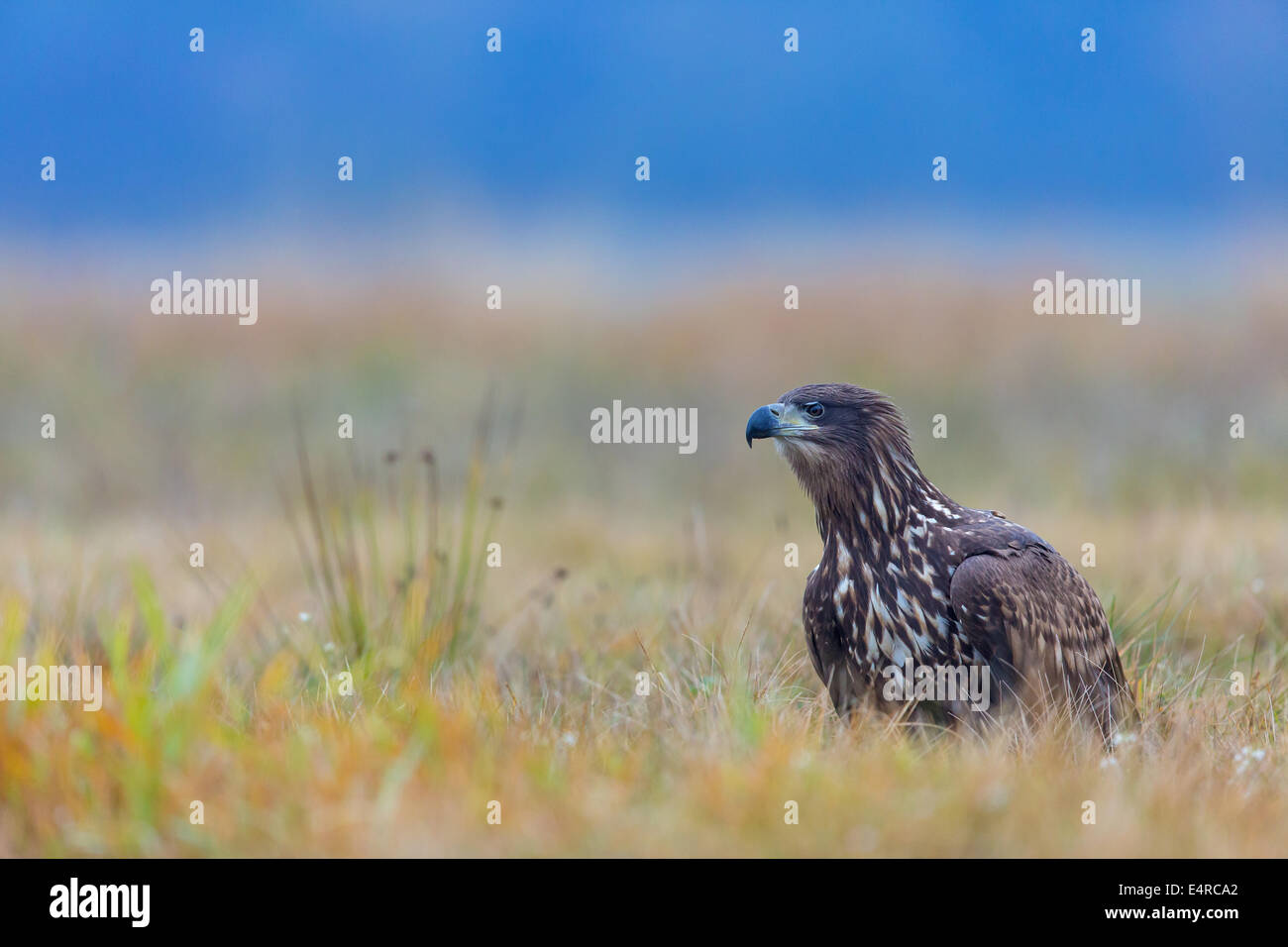 Sea Eagle, Erne, White-tailed Eagle, Seeadler, Haliaeetus albicilla ...
