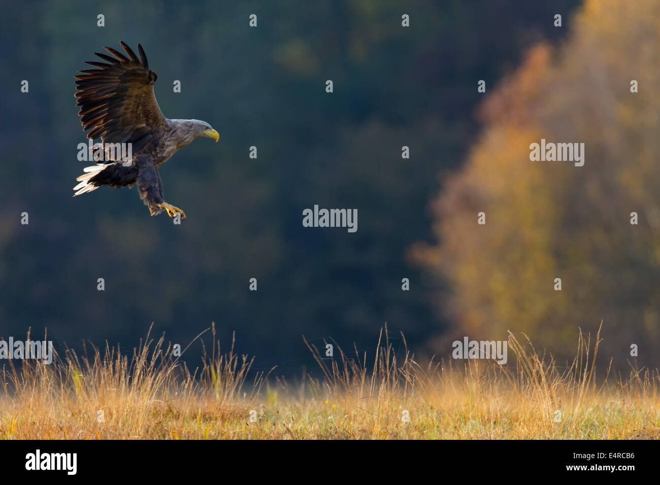 Erne hi-res stock photography and images - Alamy