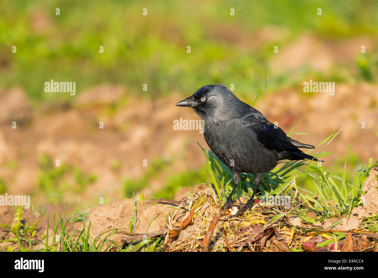 Western jackda hi-res stock photography and images - Alamy