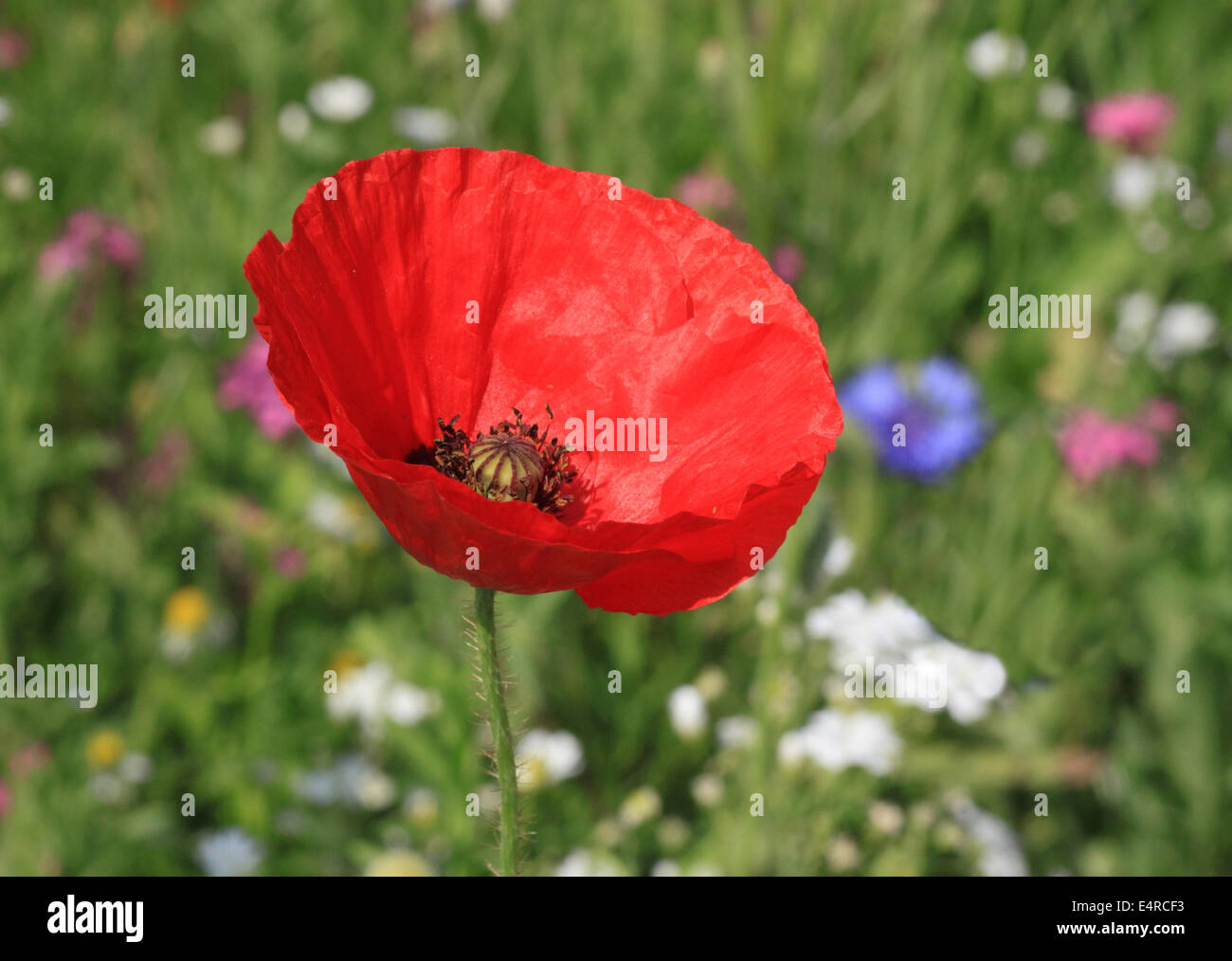 Beautiful meadow red wild hi-res stock photography and images - Alamy