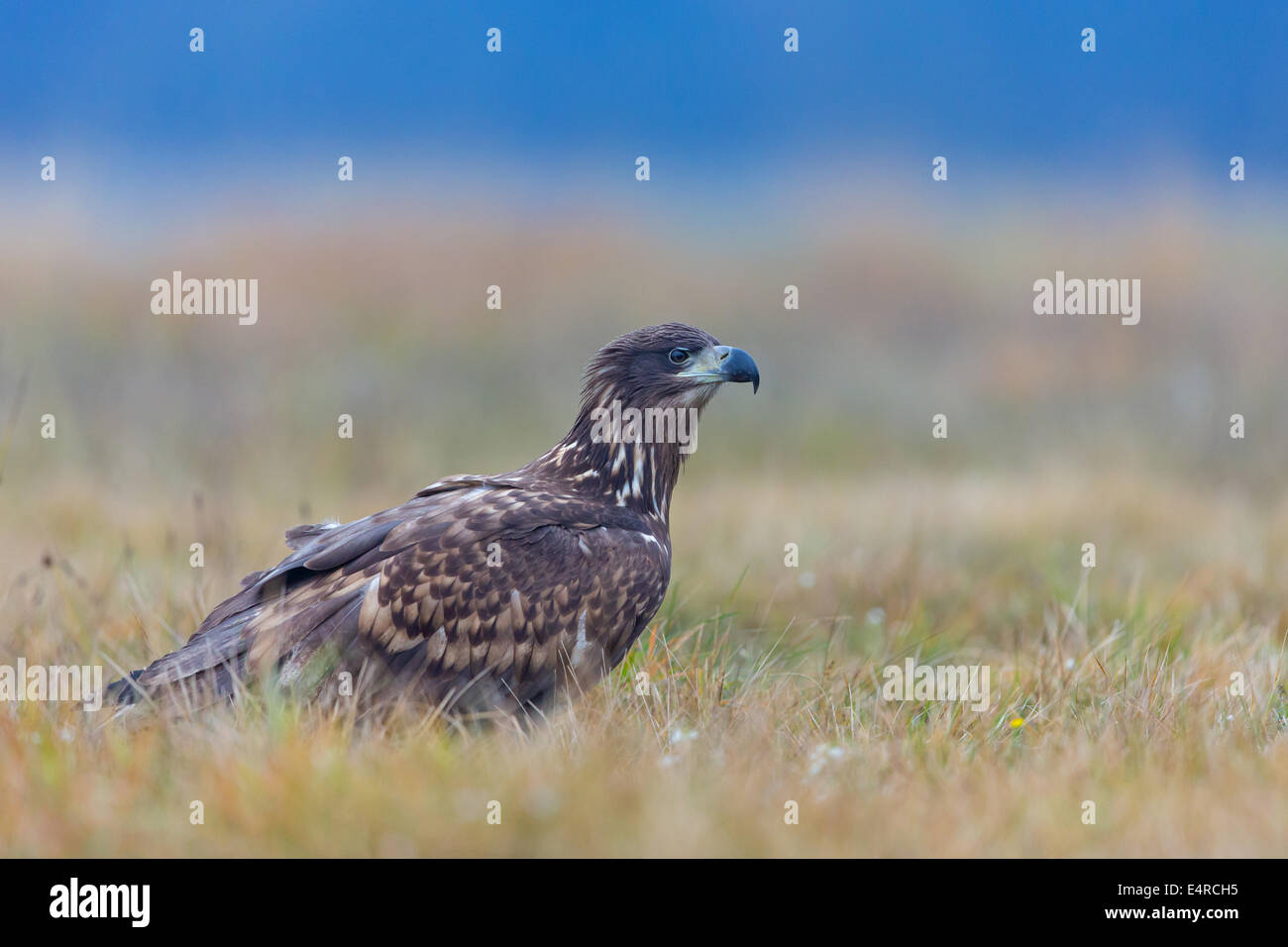 Sea Eagle, Erne, White-tailed Eagle, Seeadler, Haliaeetus albicilla ...