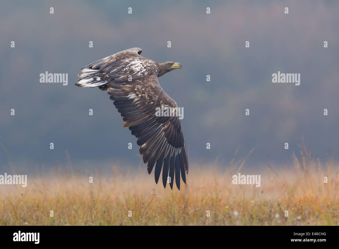 Sea Eagle, Erne, White-tailed Eagle, Seeadler, Haliaeetus albicilla ...