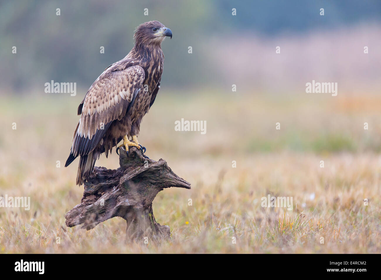 Sea Eagle, Erne, White-tailed Eagle, Seeadler, Haliaeetus albicilla ...