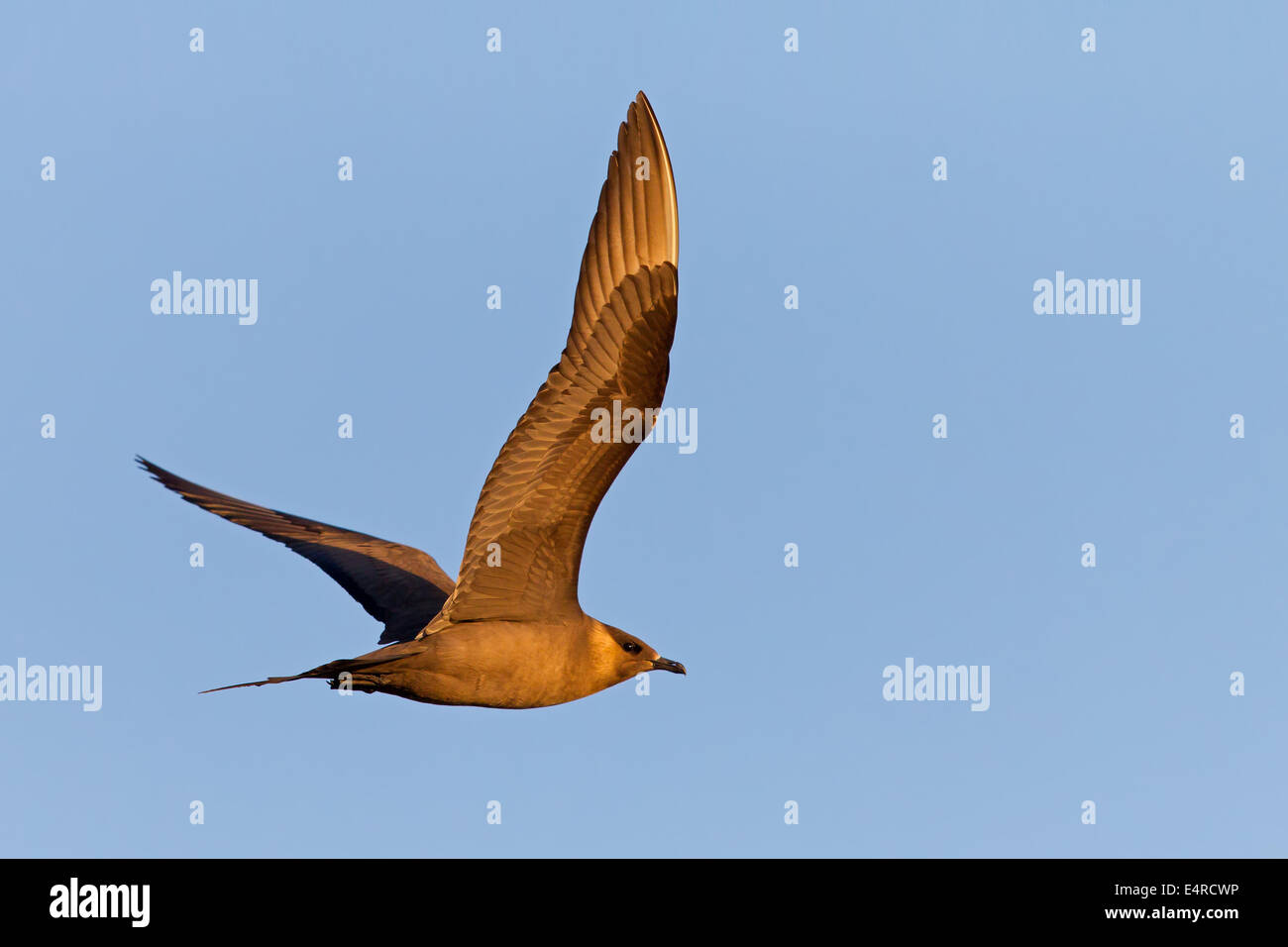 Parasito hi-res stock photography and images - Alamy