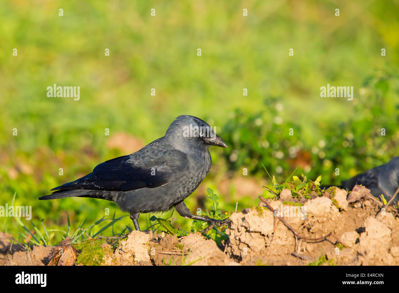 Western jackda hi-res stock photography and images - Alamy