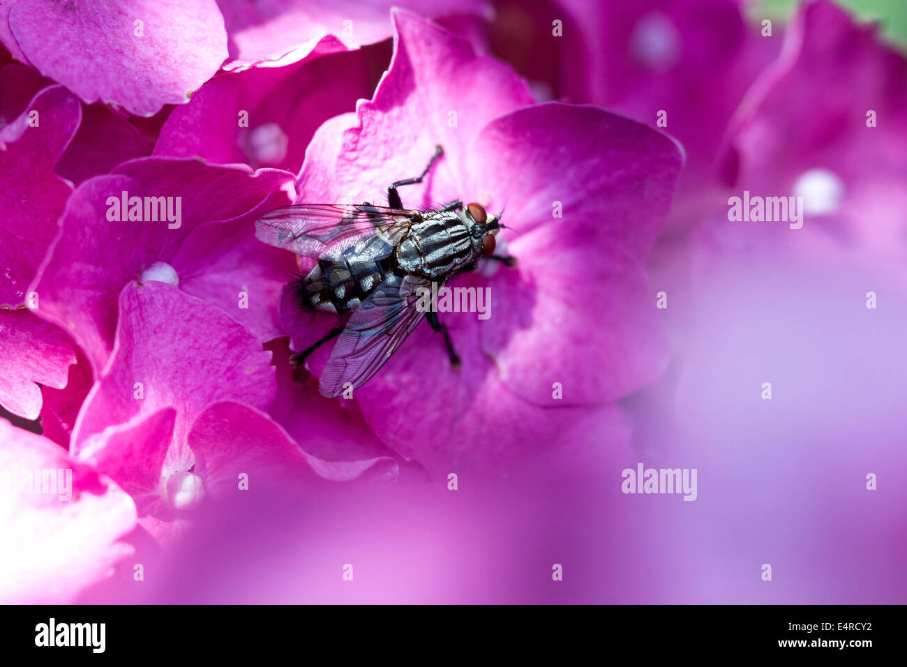 Anthomyia procellaris hi-res stock photography and images - Alamy
