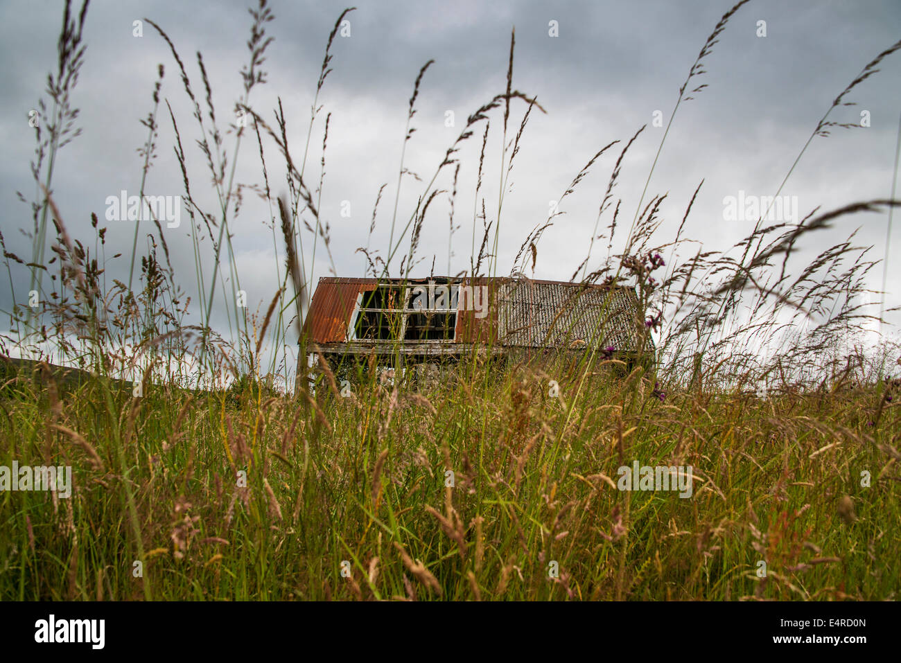 Abandoned derelict barn in a field of long grass Stock Photo - Alamy