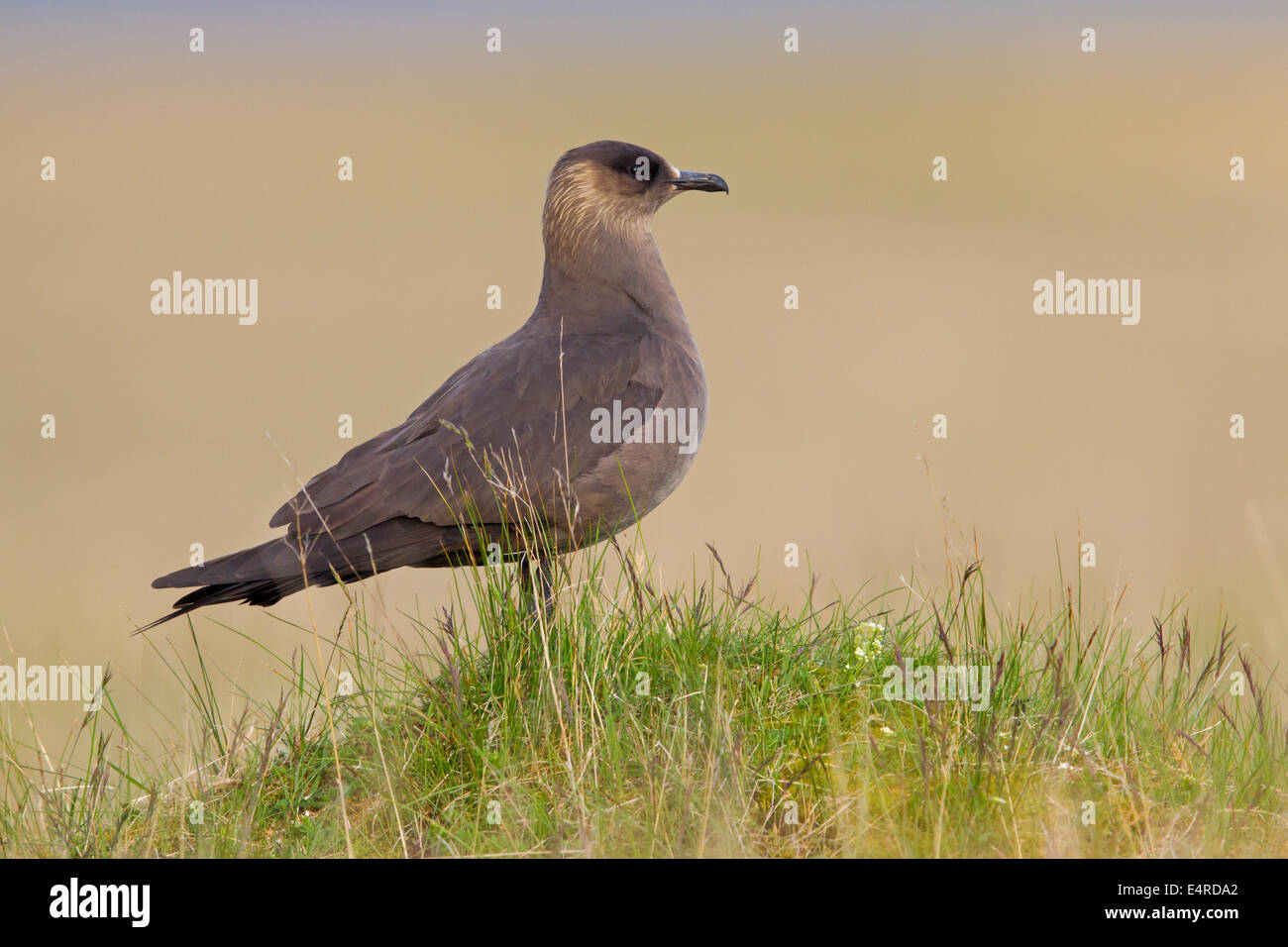 Parasito hi-res stock photography and images - Alamy