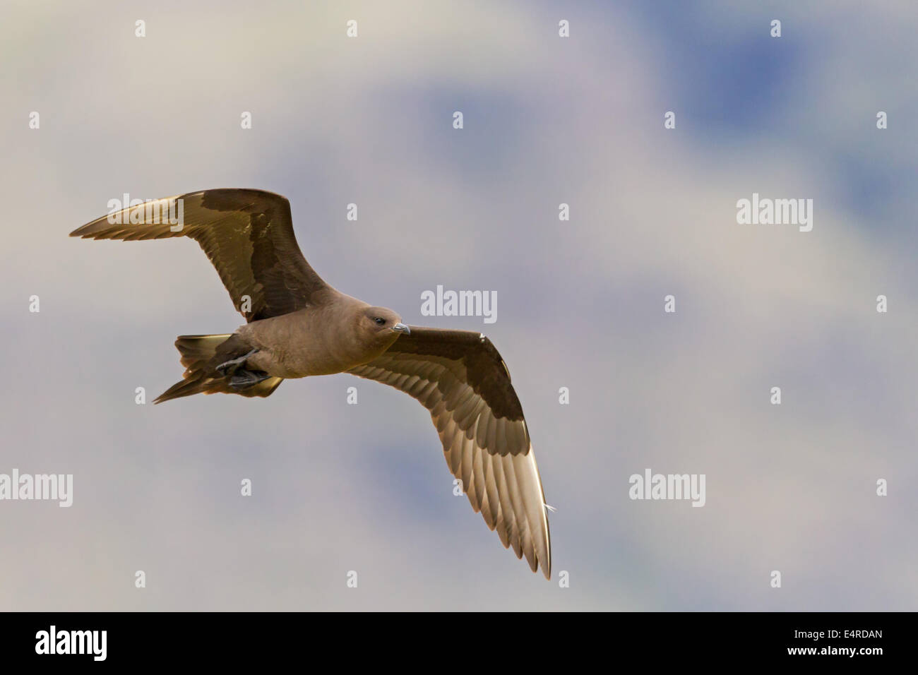 Parasito hi-res stock photography and images - Alamy