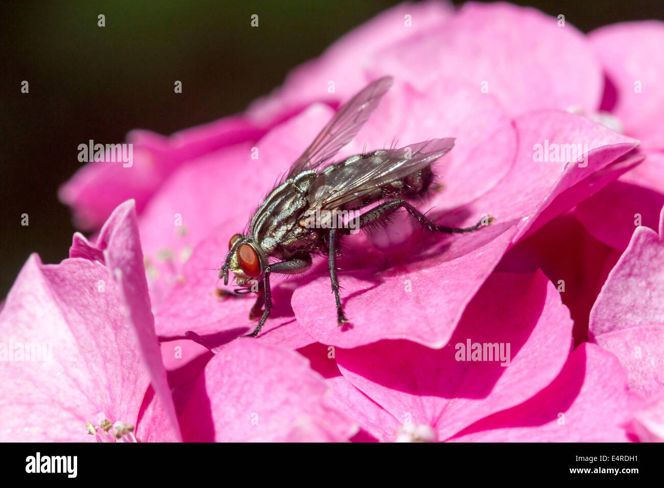 Anthomyia procellaris hi-res stock photography and images - Alamy