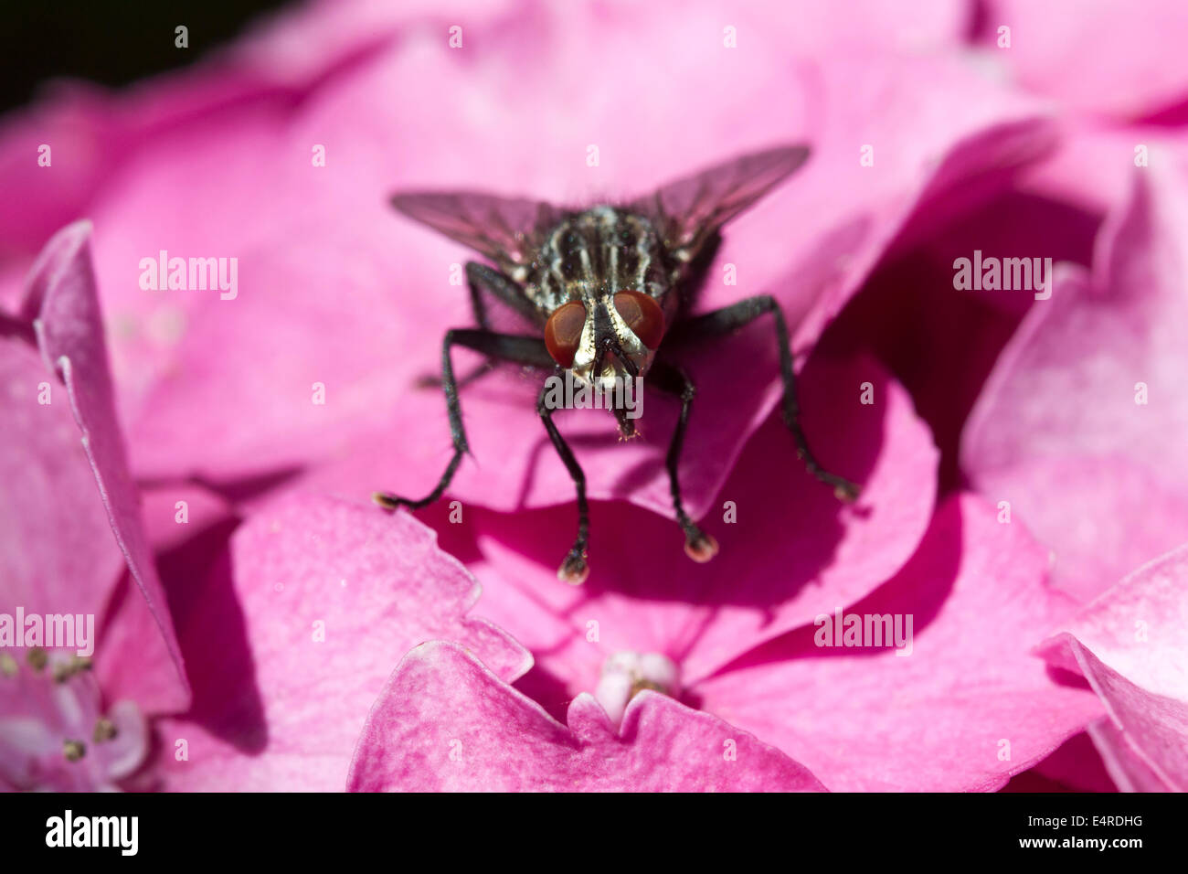 Hydrangea fly hi-res stock photography and images - Alamy
