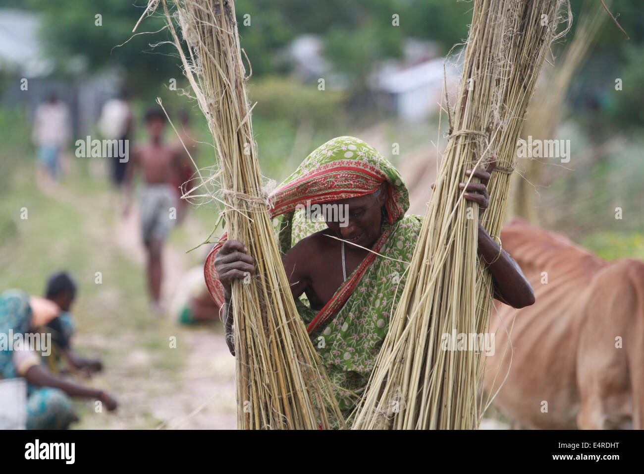 Jute processing hi-res stock photography and images - Alamy