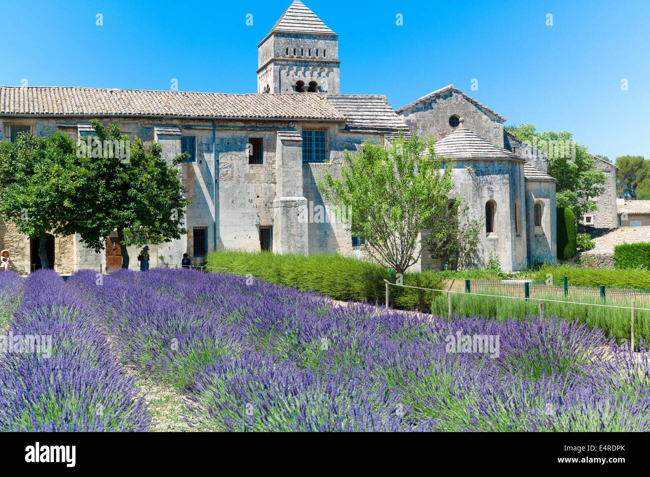 A Lavender field in Saint-Paul Asylum, Saint-Rémy where Van Gogh the ...