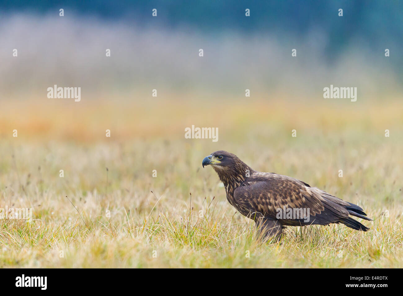 Sea Eagle, Erne, White-tailed Eagle, Seeadler, Haliaeetus albicilla ...