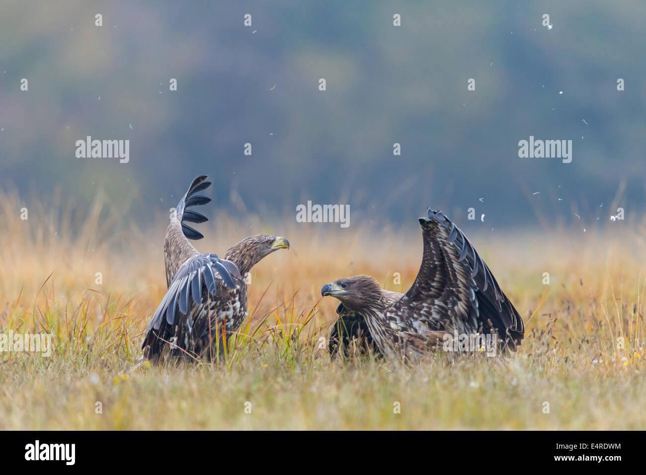Sea Eagle, Erne, White-tailed Eagle, Seeadler, Haliaeetus albicilla ...