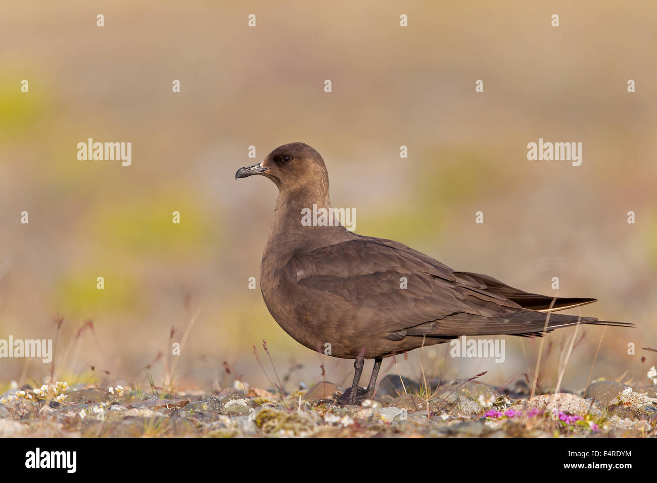 Labbe parasite hi-res stock photography and images - Alamy