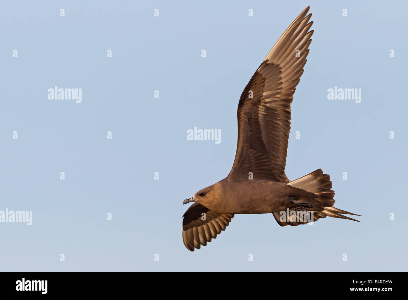 Parasito hi-res stock photography and images - Alamy