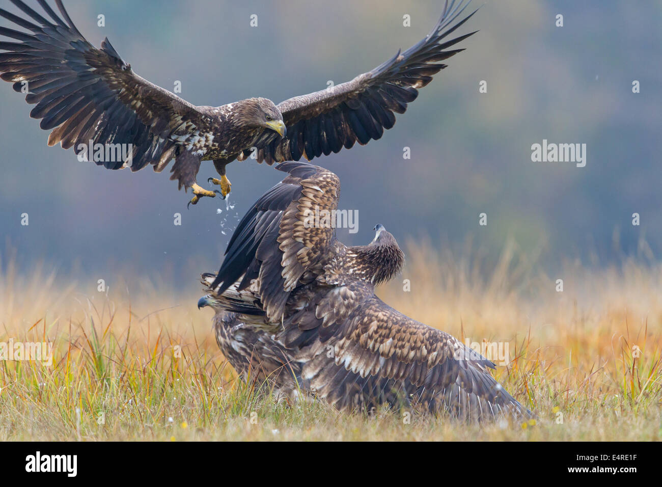 Sea Eagle, Erne, White-tailed Eagle, Seeadler, Haliaeetus albicilla ...