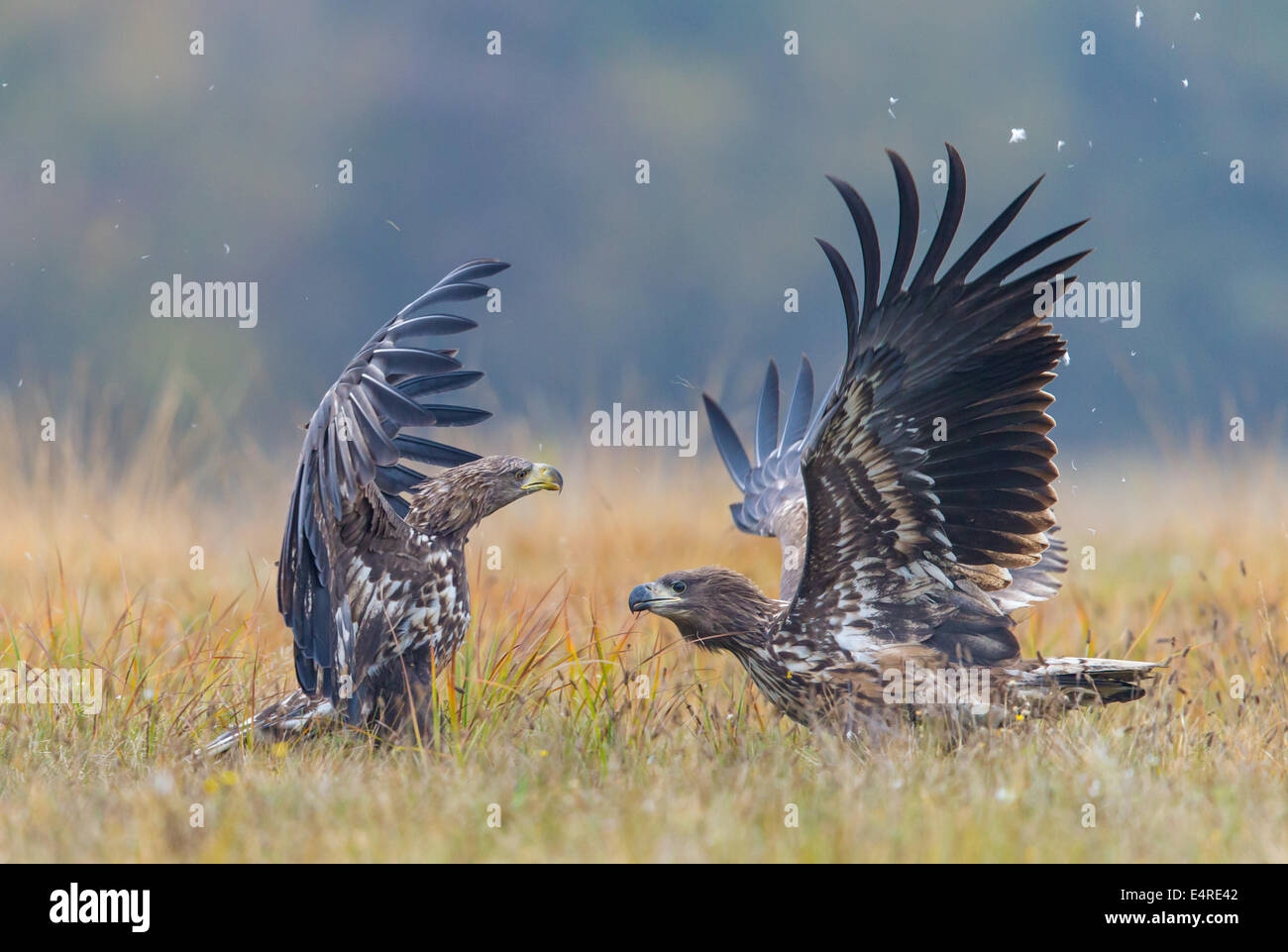 Sea Eagle, Erne, White-tailed Eagle, Seeadler, Haliaeetus albicilla ...