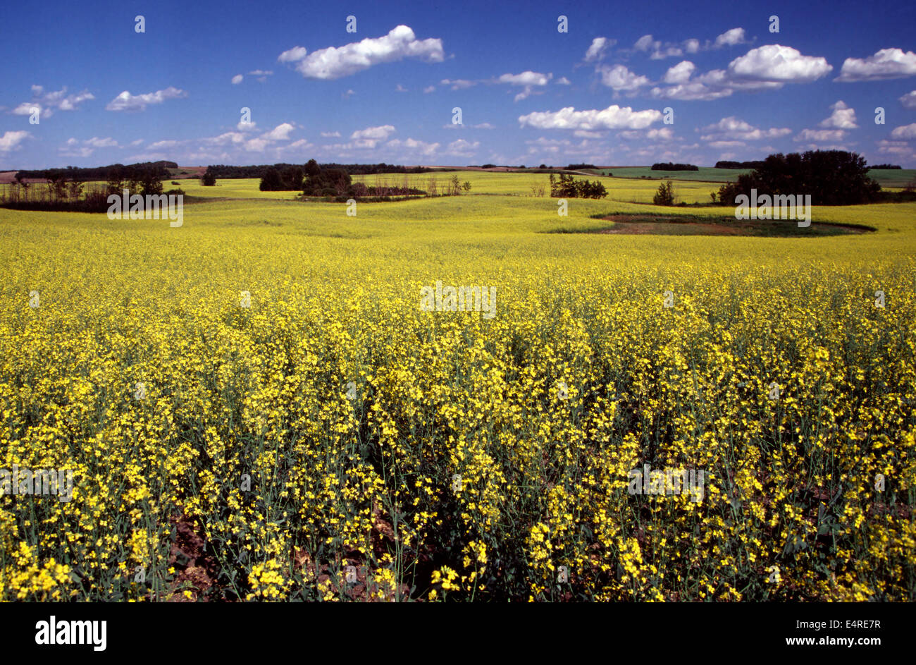 Yellow Canola blossoms,Saskatchewan Stock Photo - Alamy