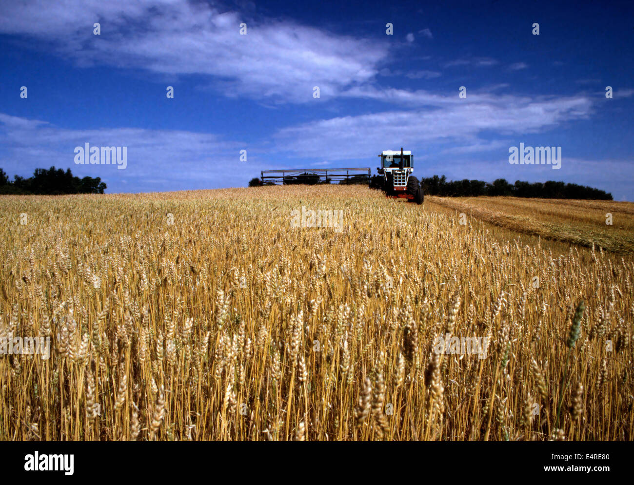 Using a swather to harvest the fall wheat,Saskatchewan Stock Photo - Alamy