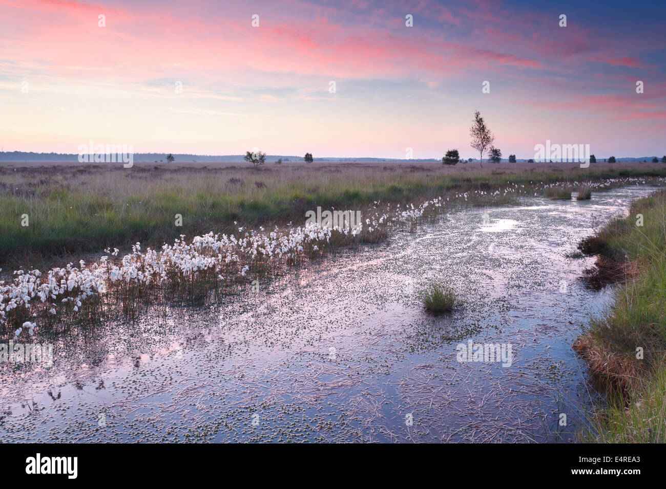 beautiful pink sunrise over swamp, Drenthe, Netherlands Stock Photo - Alamy