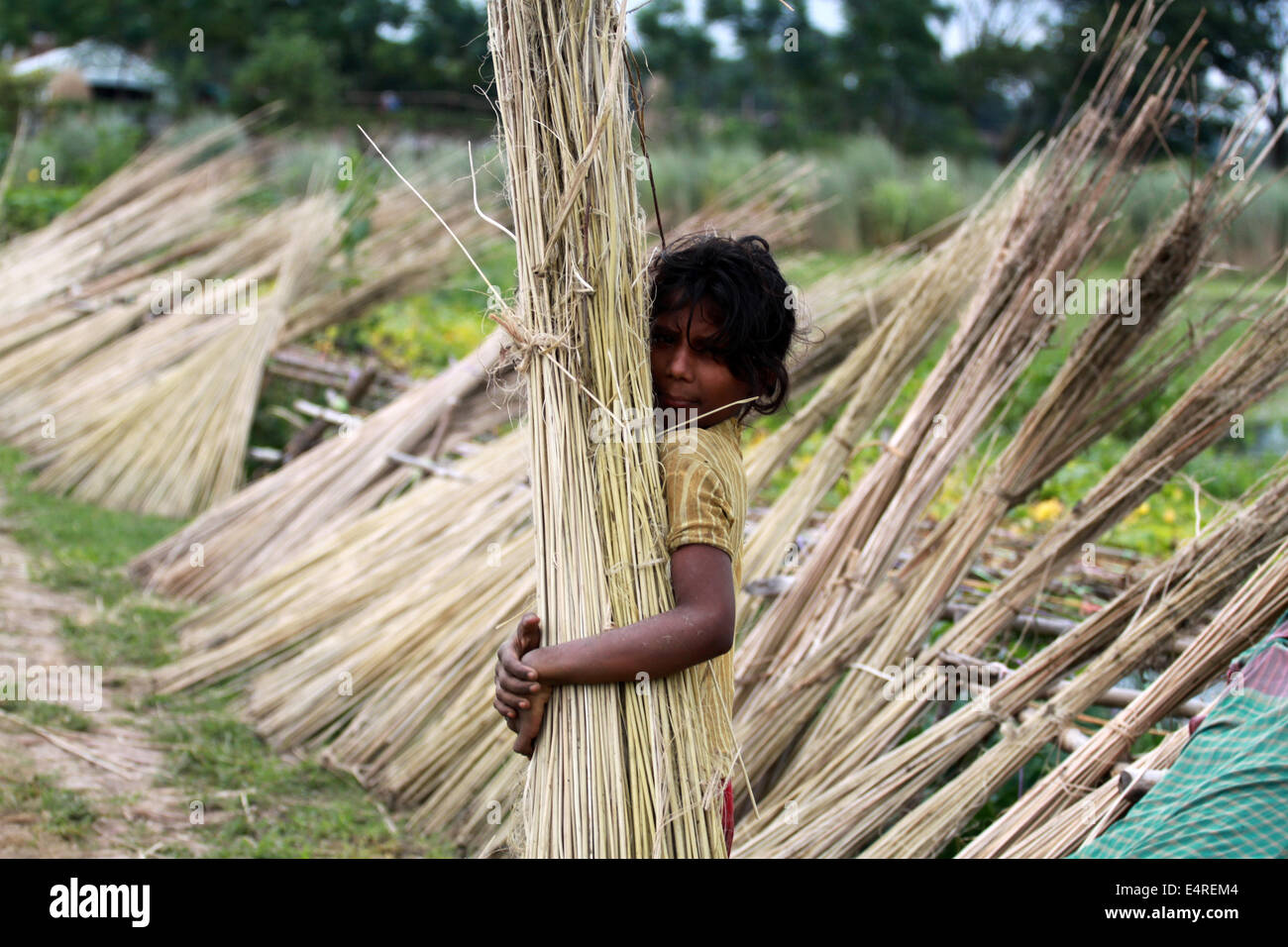 Jute processing hi-res stock photography and images - Alamy
