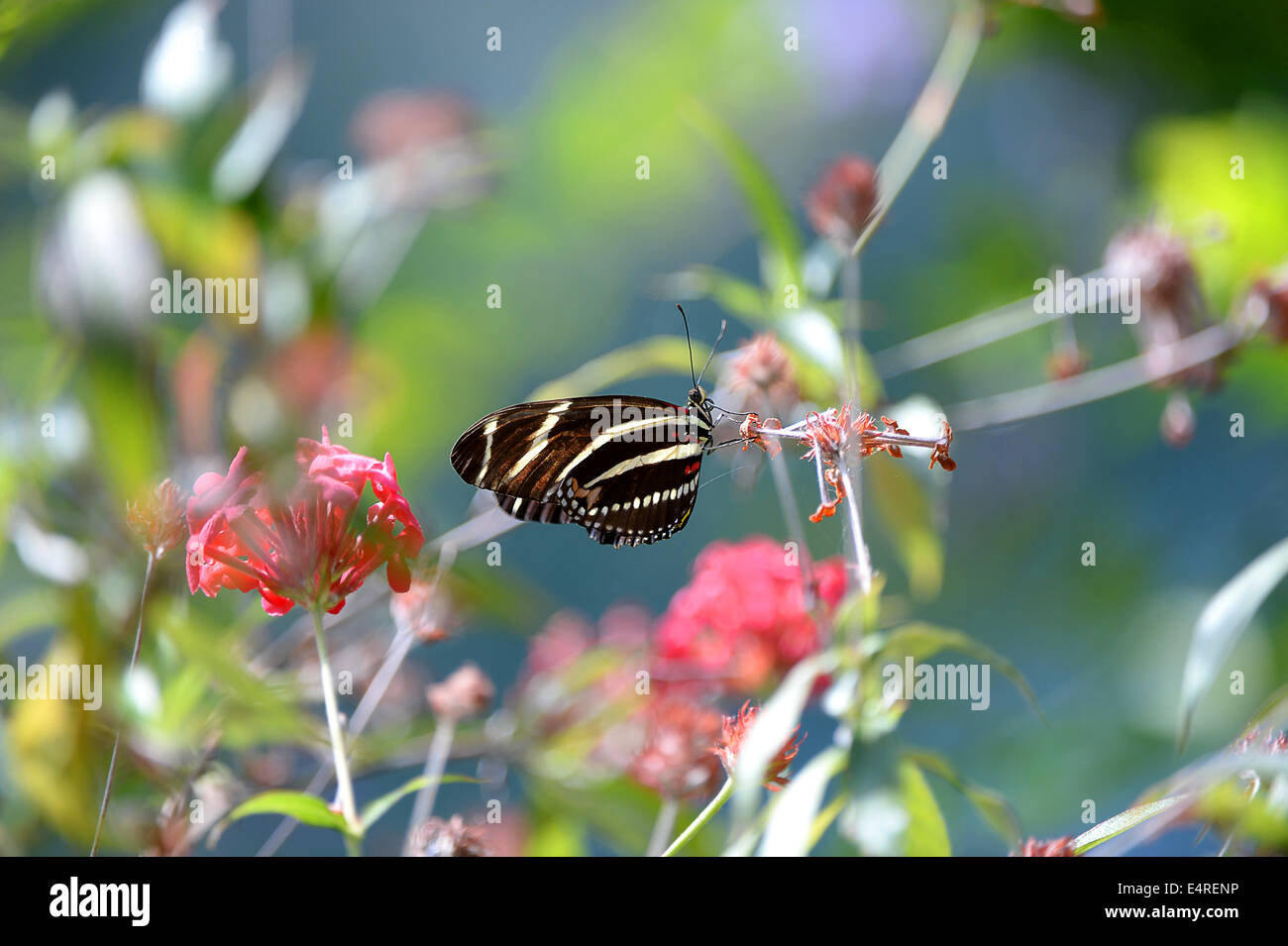 Longwing hi-res stock photography and images - Alamy