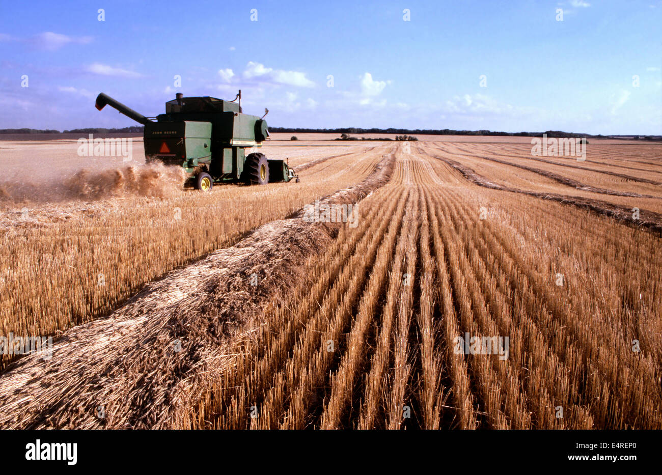 Harvesting wheat with a combine,Saskatchewan Stock Photo - Alamy