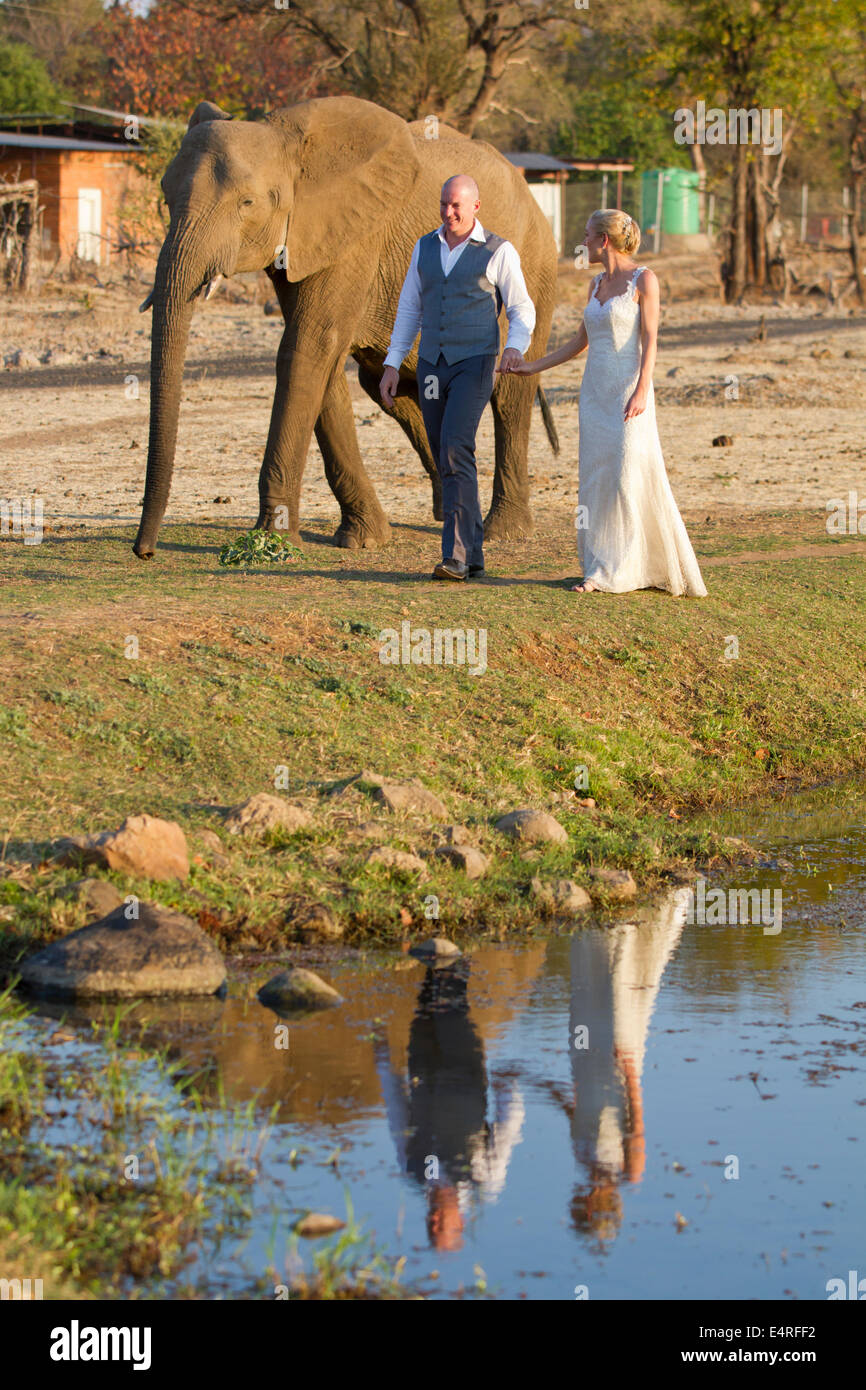 Wedding elephant hi-res stock photography and images - Alamy