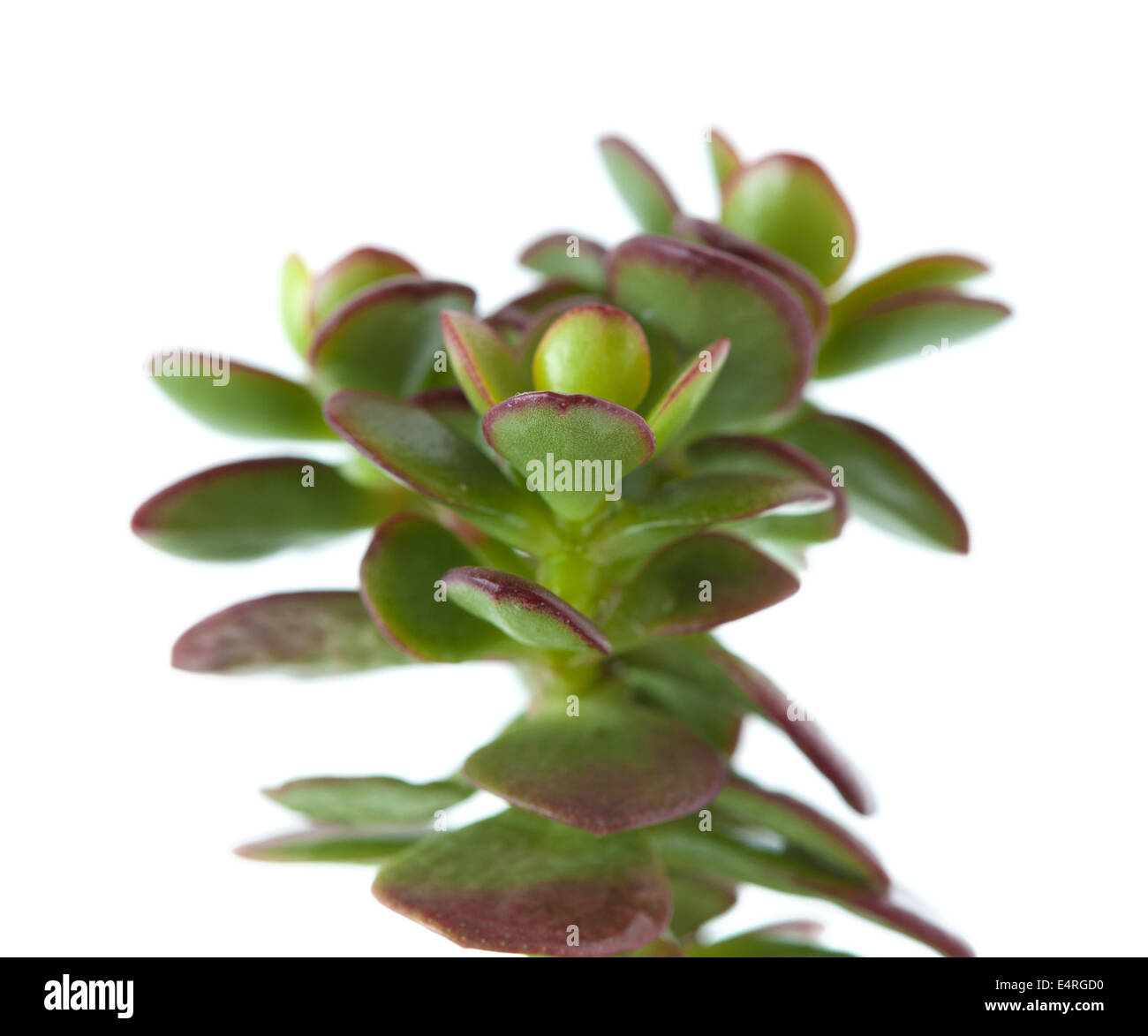 Crassula plant hi-res stock photography and images - Alamy