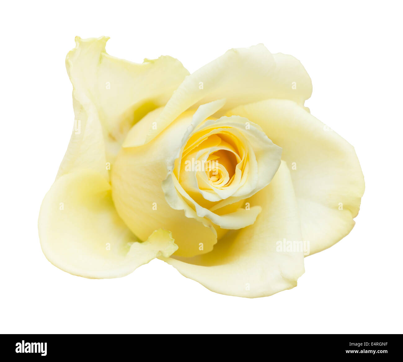 Pale yellow rose hi-res stock photography and images - Alamy