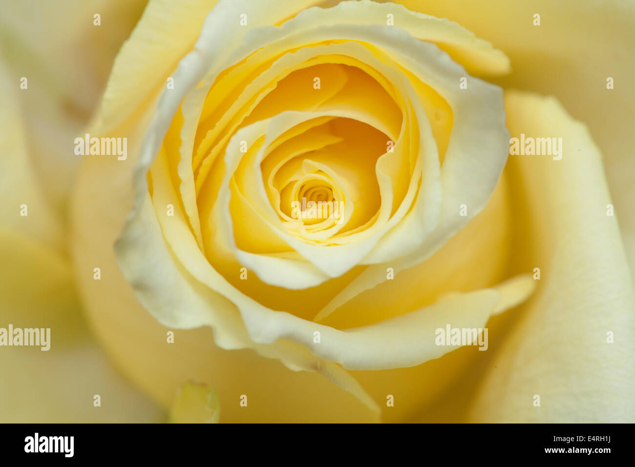 pale yellow rose natural background Stock Photo - Alamy