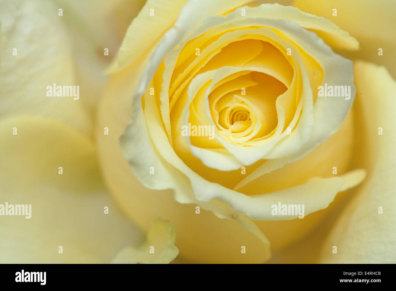 pale yellow rose natural background Stock Photo - Alamy