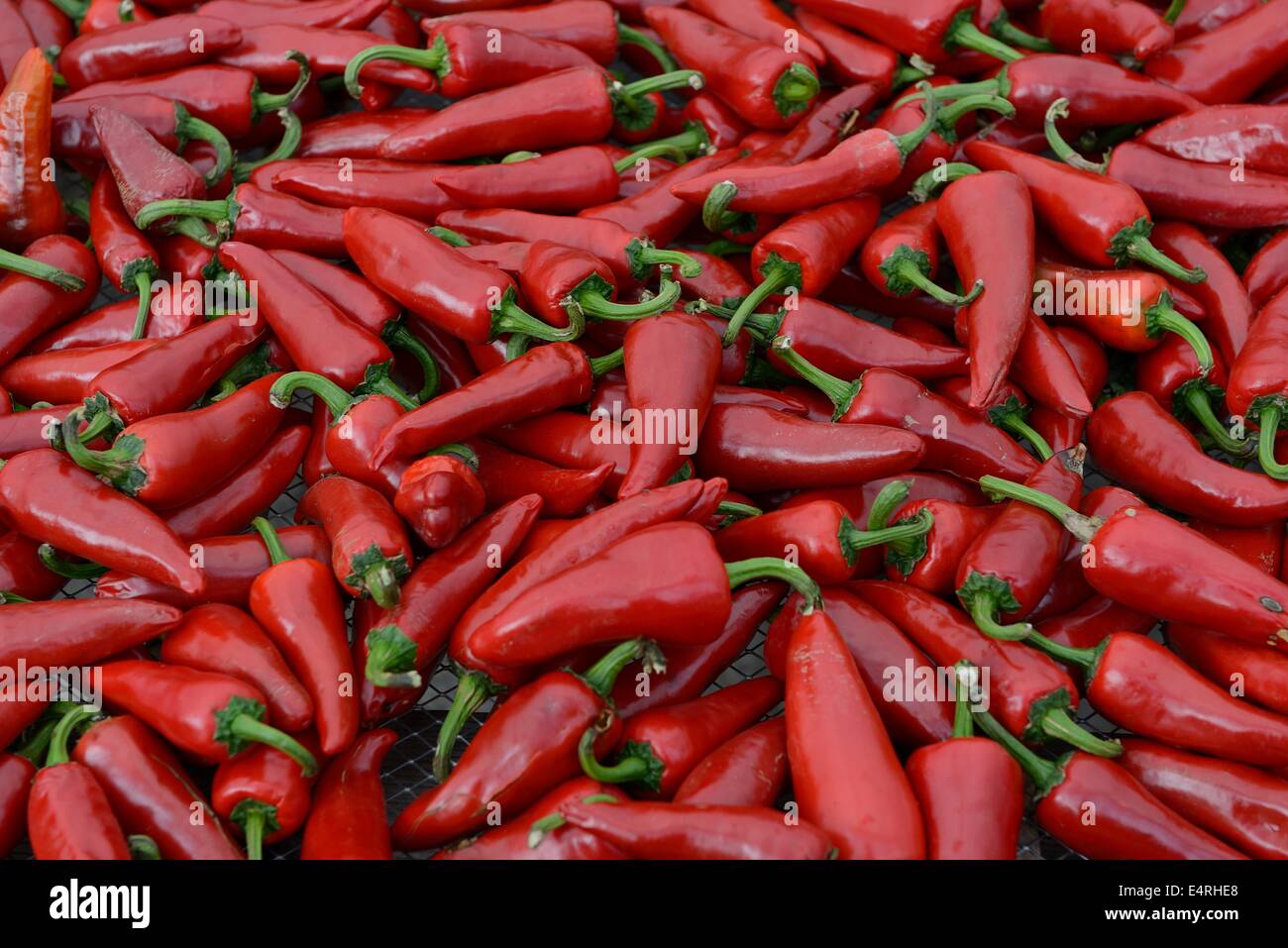 France, Atlantic Pyrenees (64) Basque Country, drying of Espelette ...