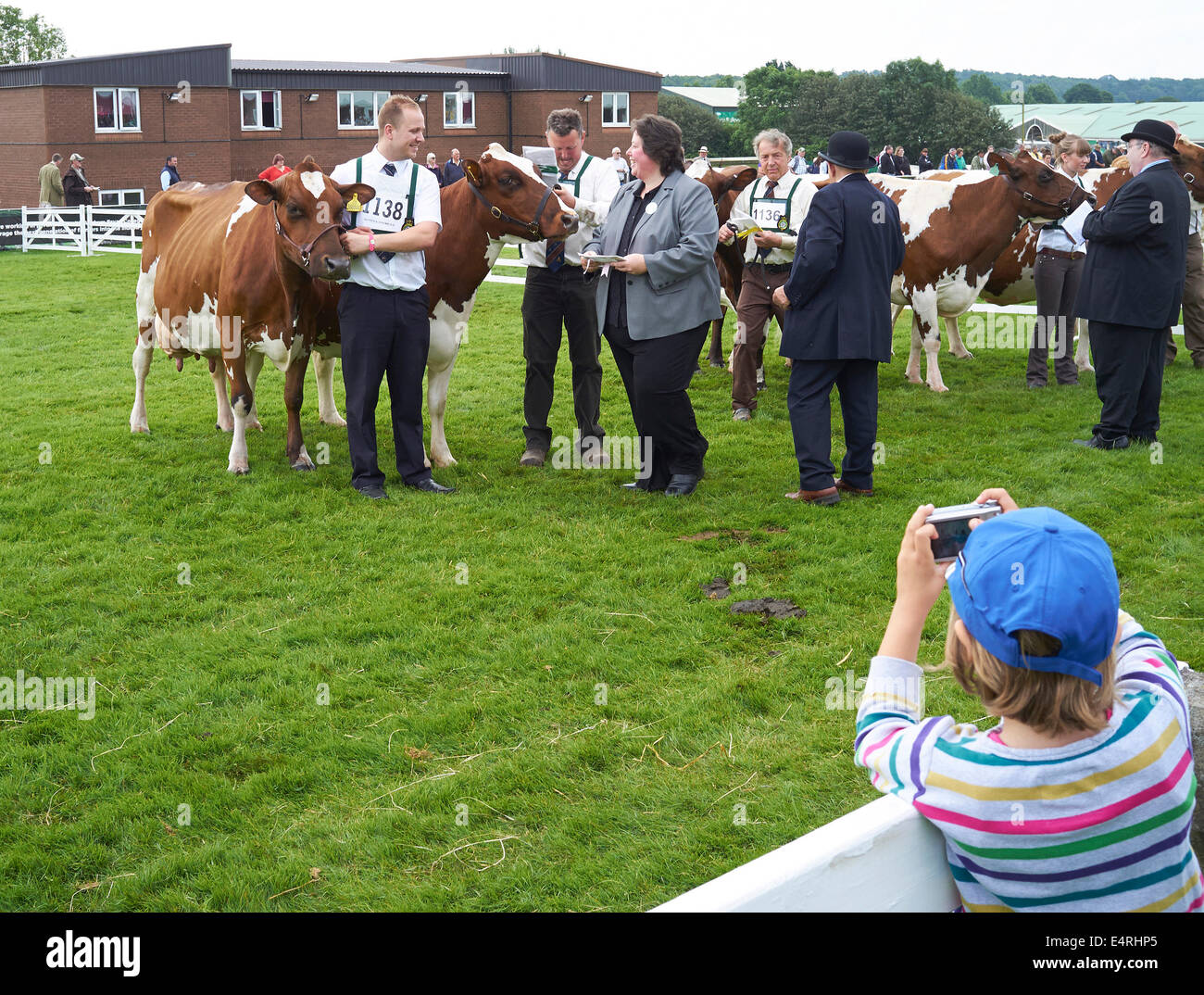 Show cattle judging being judged hi-res stock photography and images ...