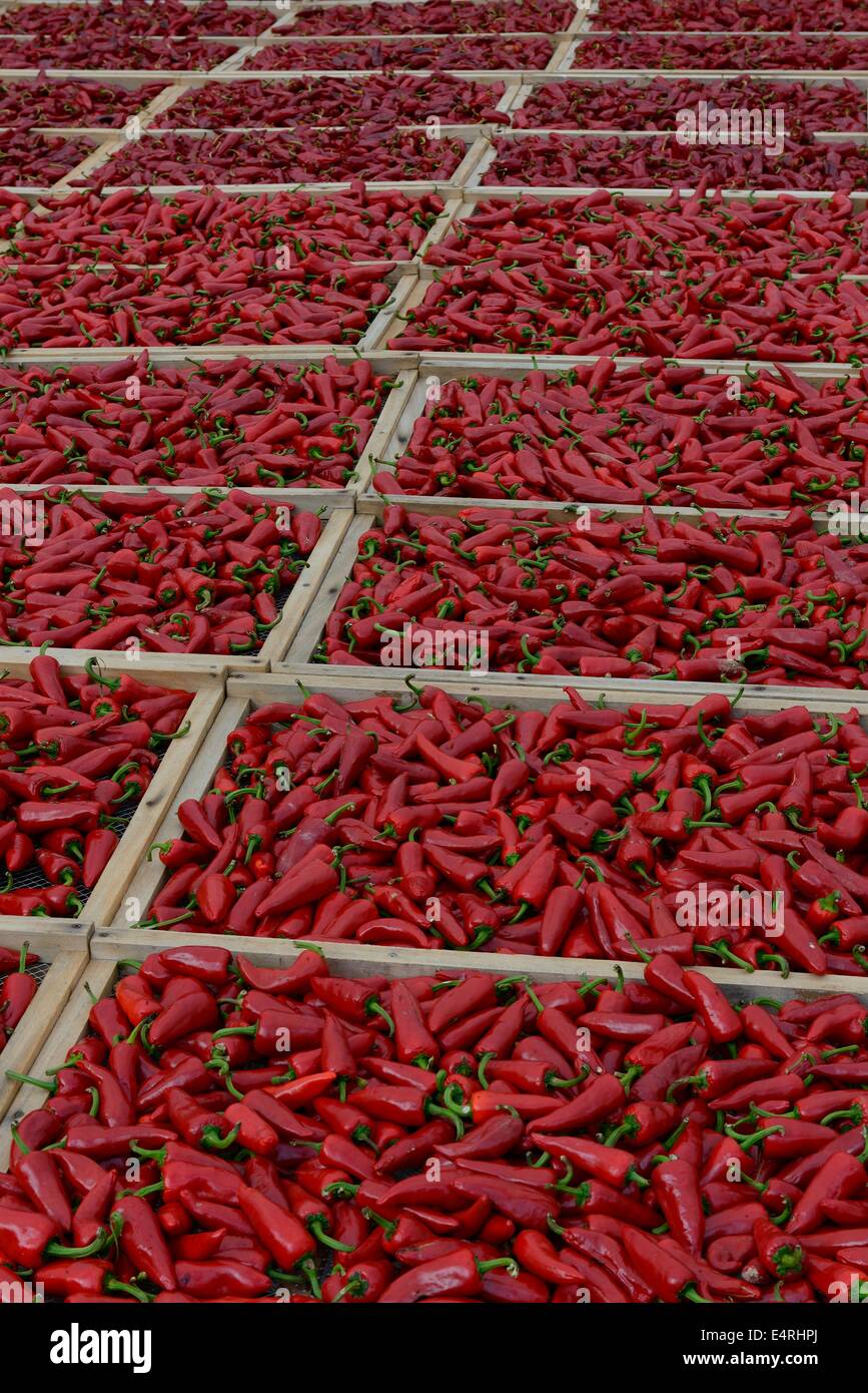 France, Atlantic Pyrenees (64) Basque Country, drying of Espelette ...