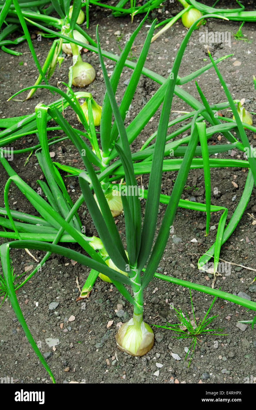 Spring onions growing in the vegetable garden Stock Photo - Alamy