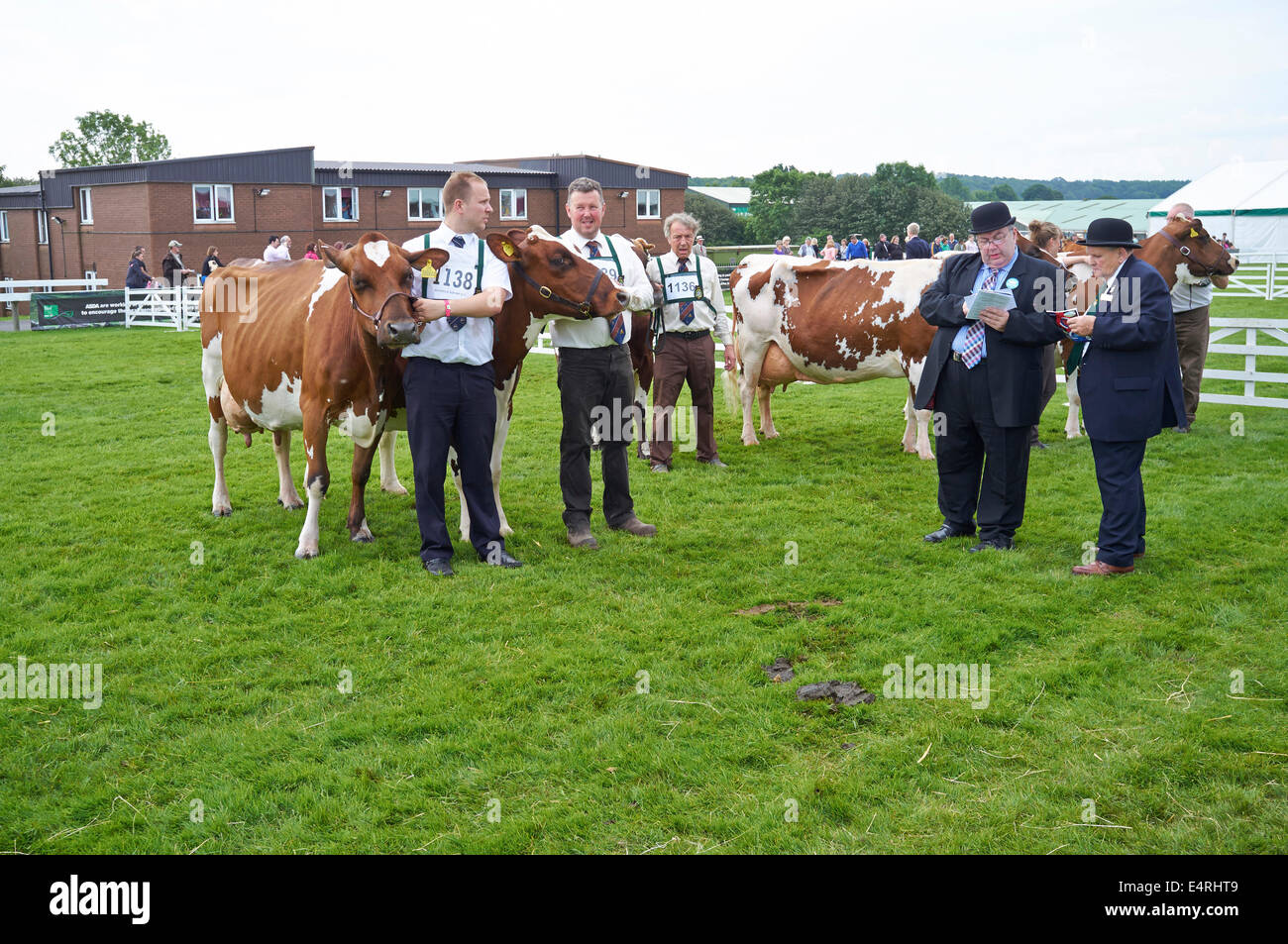 Show cattle judging being judged hi-res stock photography and images ...